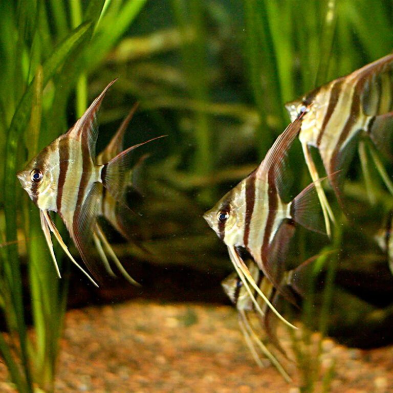 Altum Angel (Pterophyllum altum) Orinoco - Online Tropical Fish